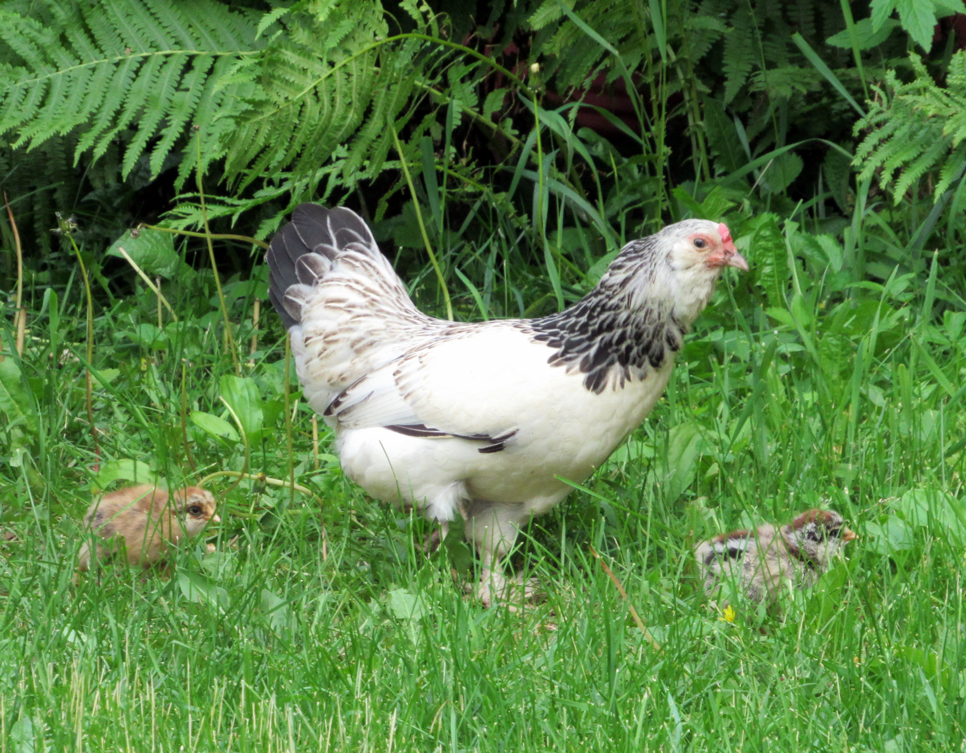 National Chicken Lady Day! | Susan Manzke