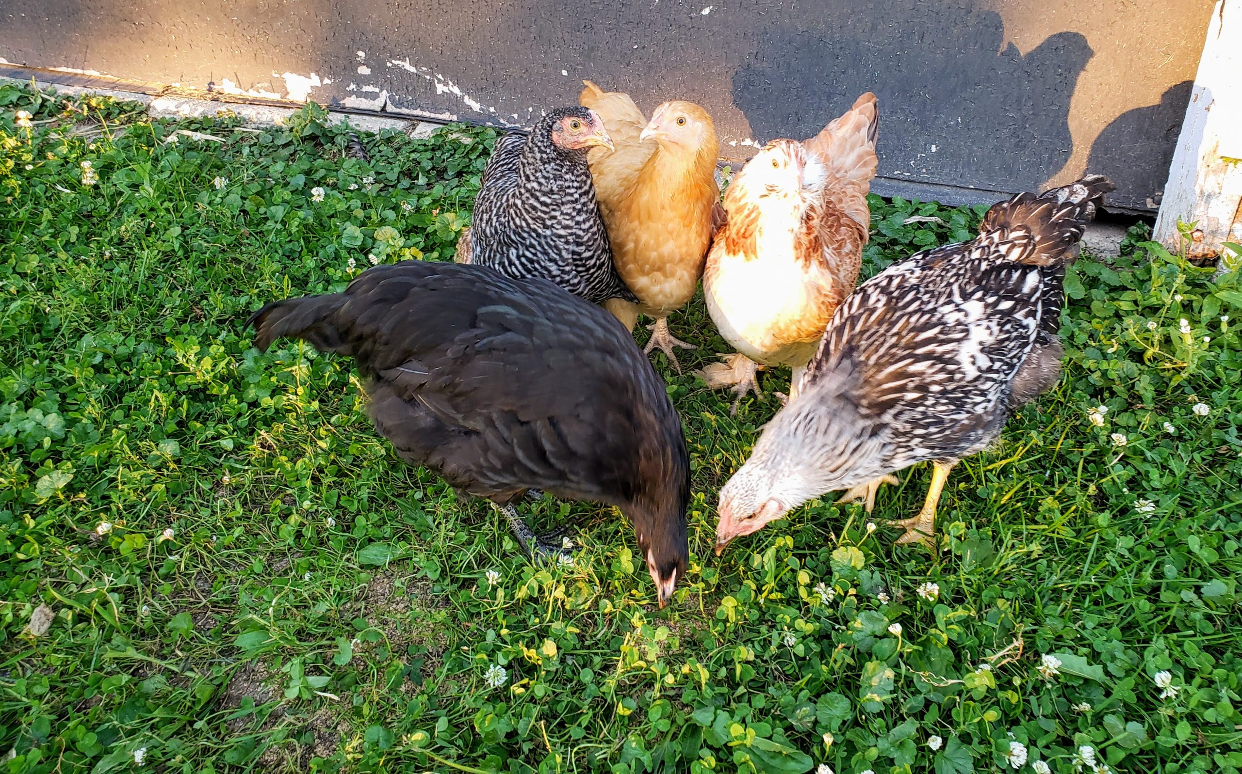 National Chicken Lady Day | Susan Manzke